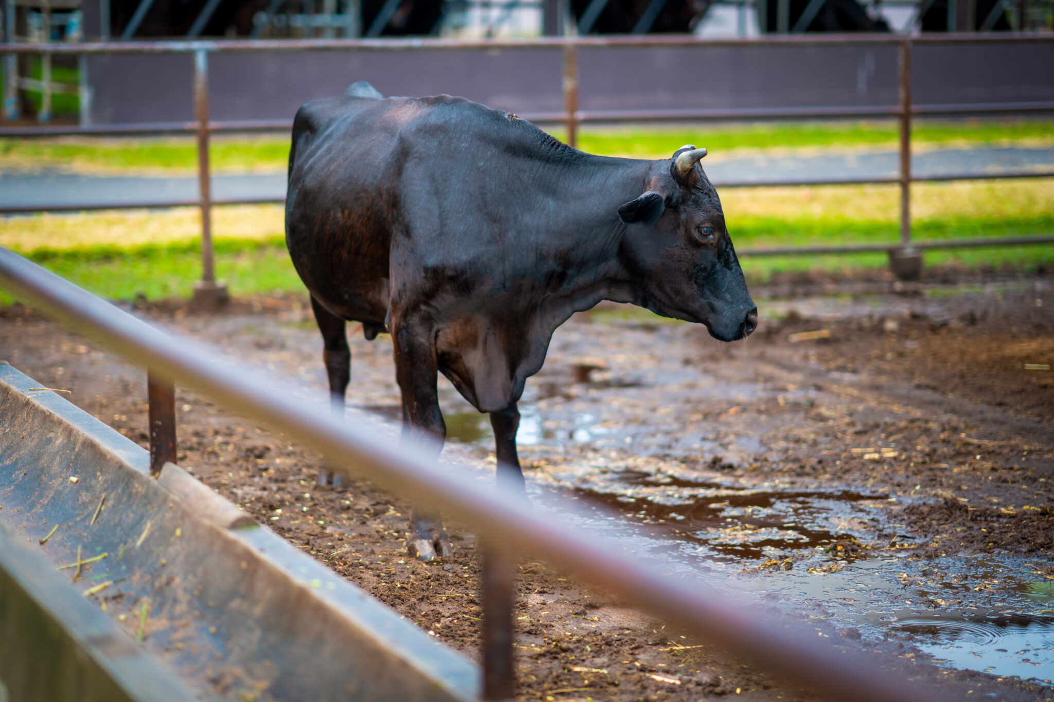 Enhancing Quality: Modern Tajima Cattle Feeding Techniques