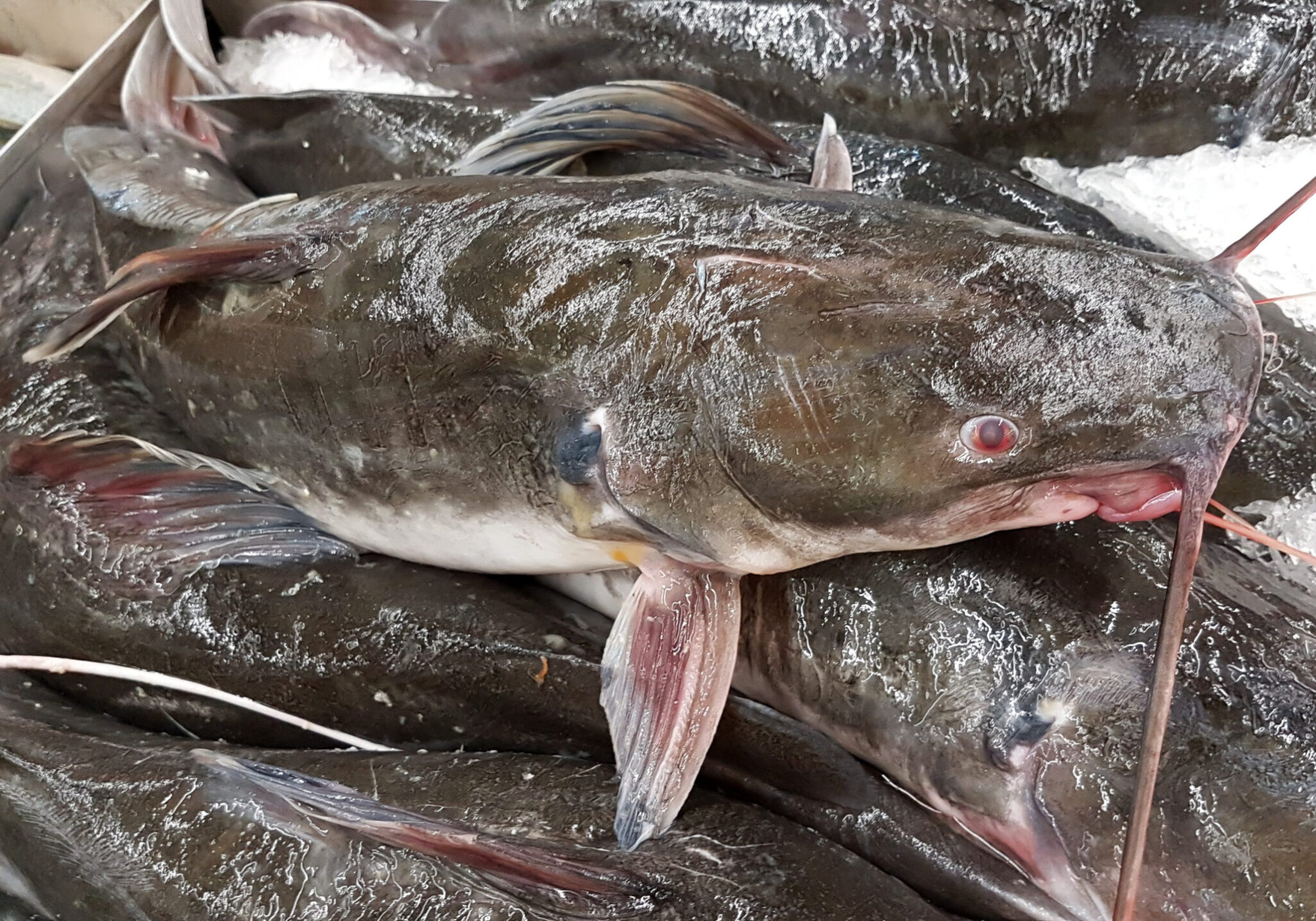 10 Southern Fried Catfish Recipe Tips for the Best Flavor