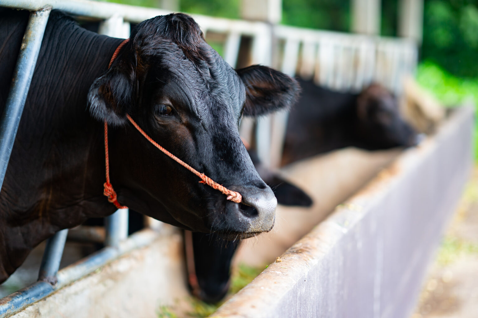 10 Facts About Angus Cattle That Show Why They Are So Popular