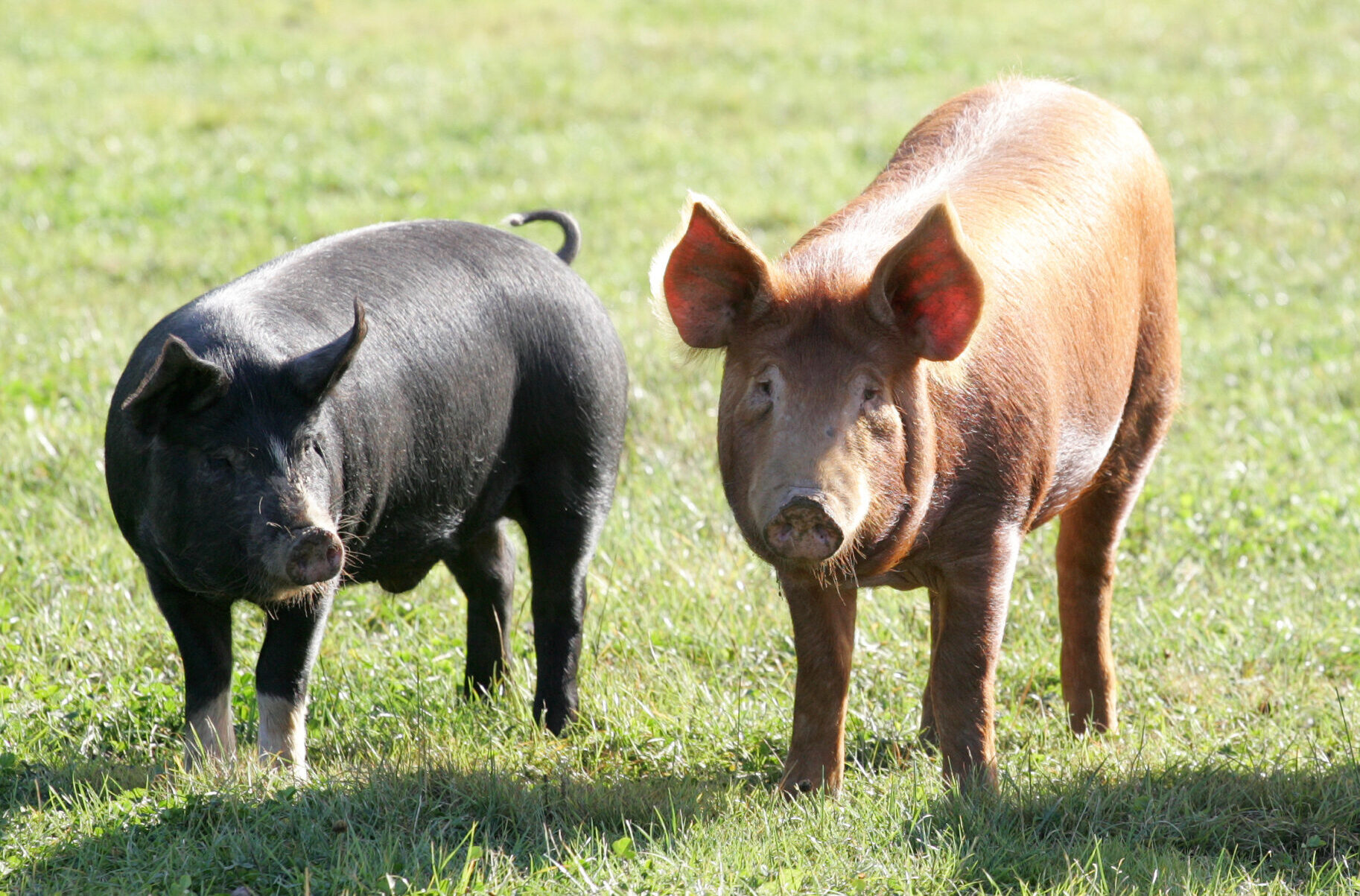 5 Heritage Pork Breeds to Elevate Your Culinary Experience