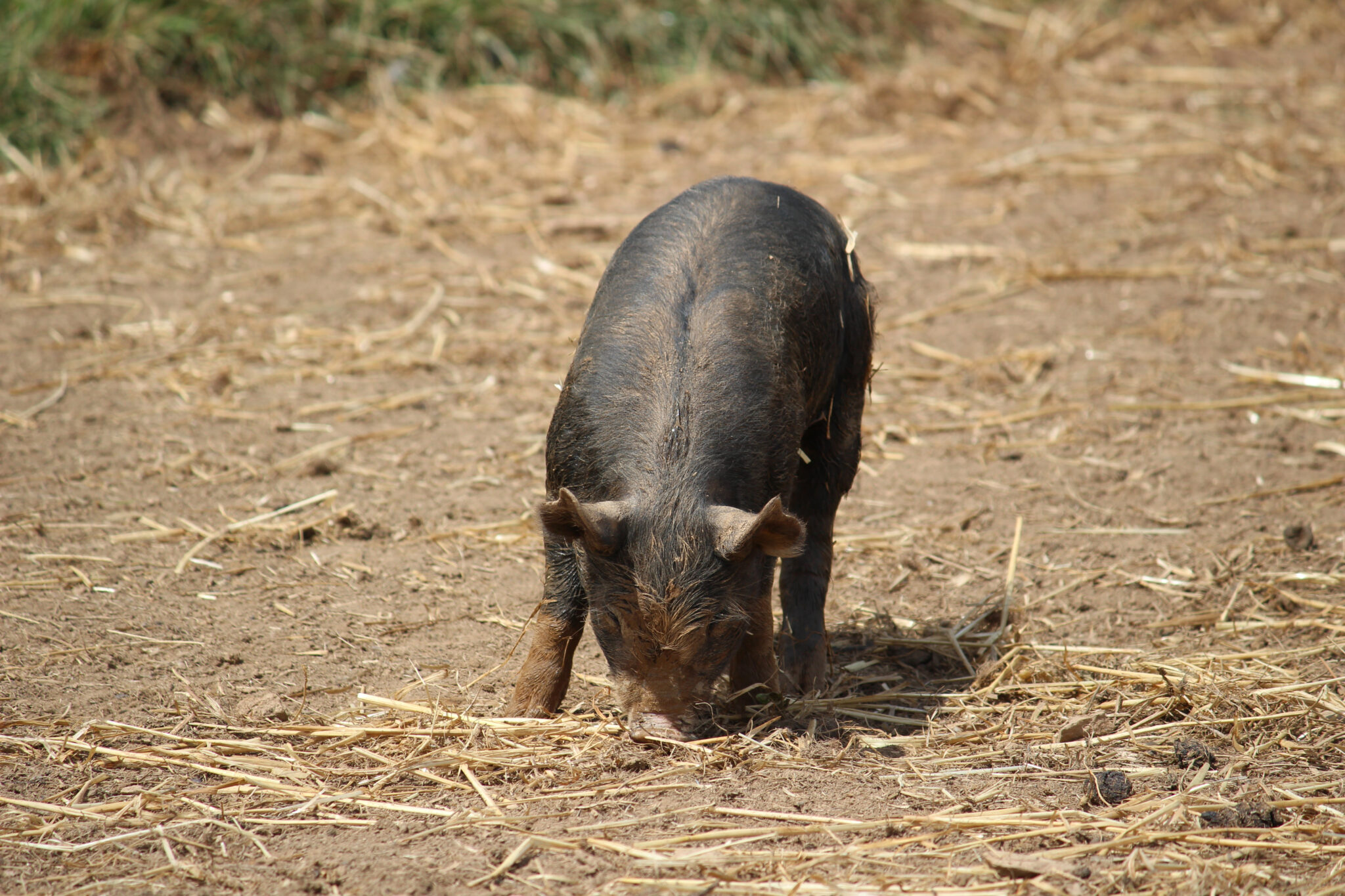 5 Heritage Pork Breeds to Elevate Your Culinary Experience