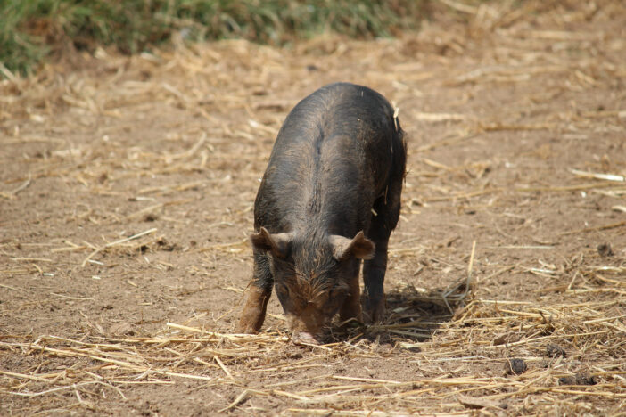 5 Heritage Pork Breeds to Elevate Your Culinary Experience