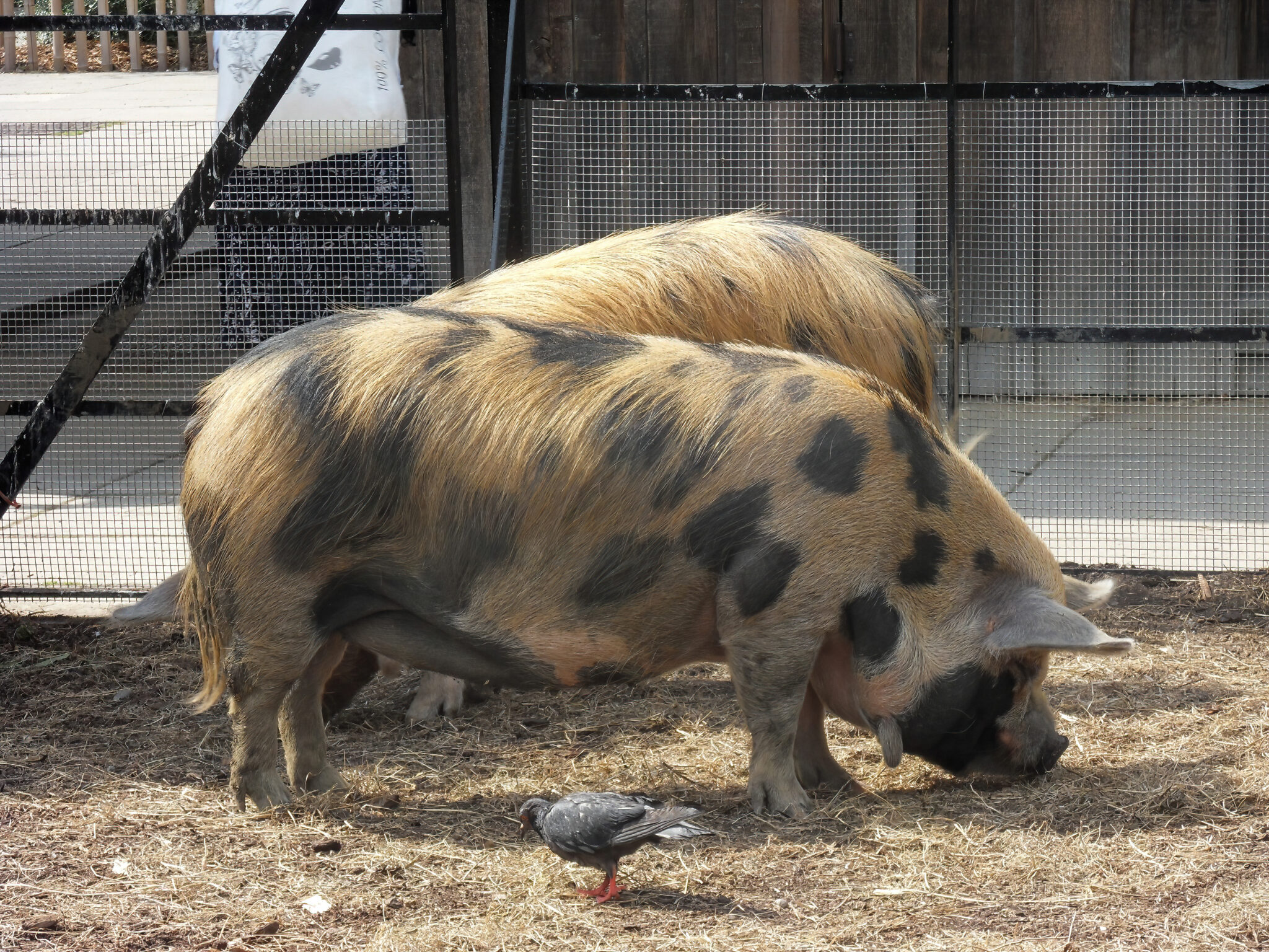 5 Heritage Pork Breeds to Elevate Your Culinary Experience