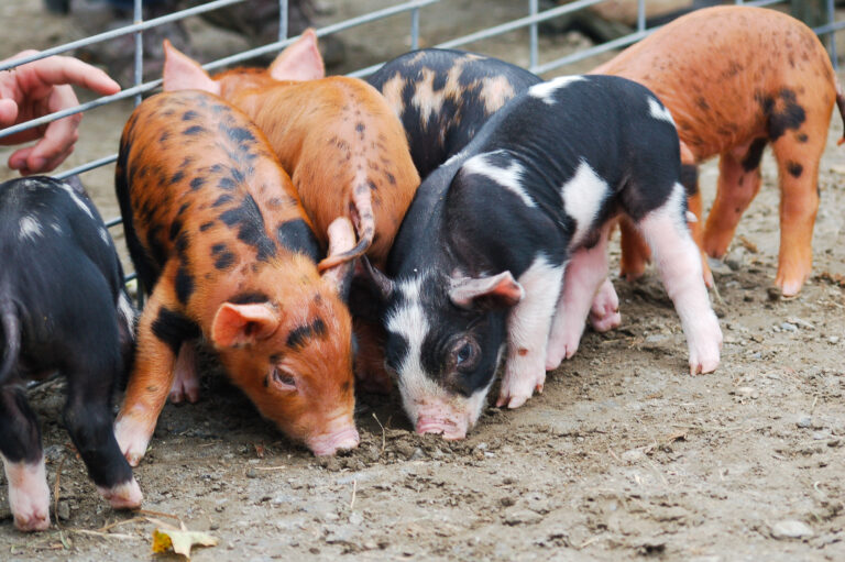 7 Largest Pig Breeds You Should Know for Better Meat Production